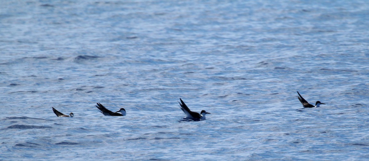 ML255199321 - Sooty Tern - Macaulay Library