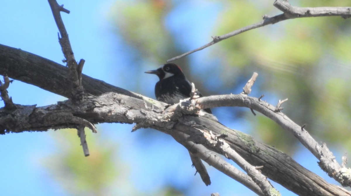 eBird Checklist - 15 Aug 2019 - Mt. Lemmon--Bear Canyon (General ...