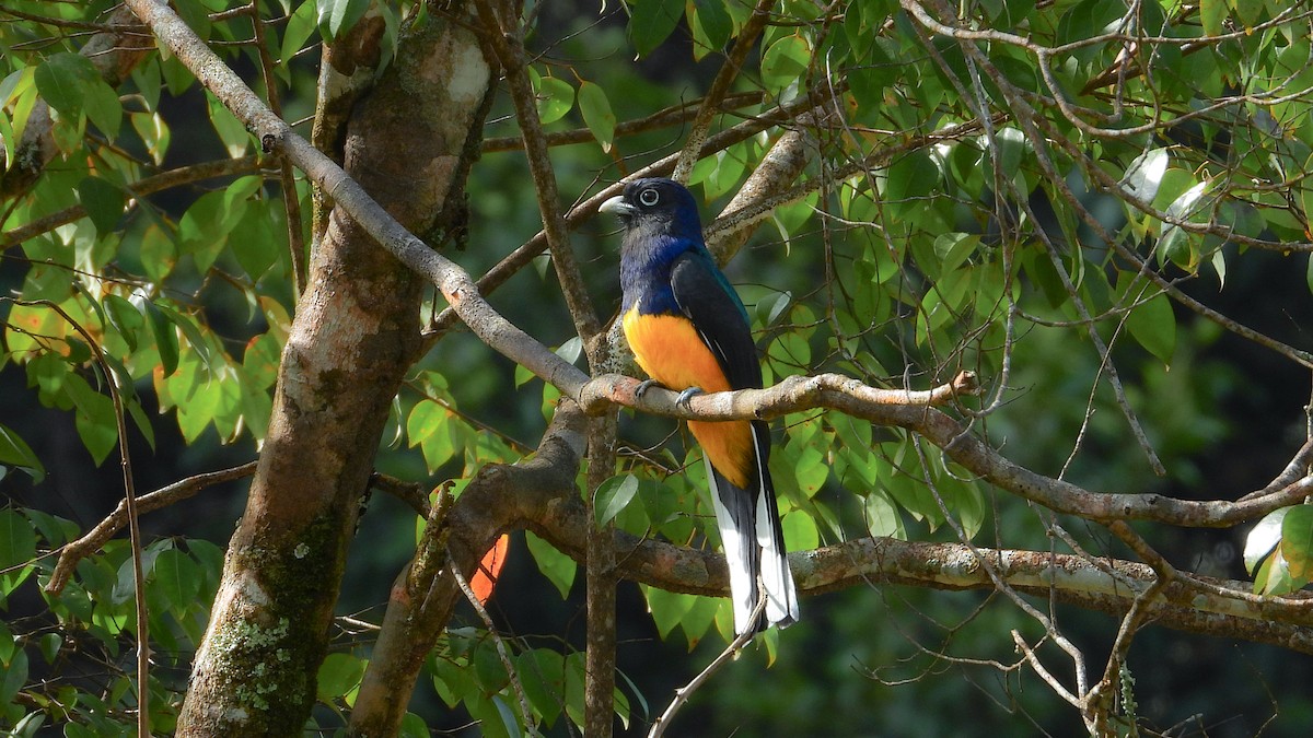 eBird Checklist - 25 Jul 2020 - Reserva Korebaju - 52 species