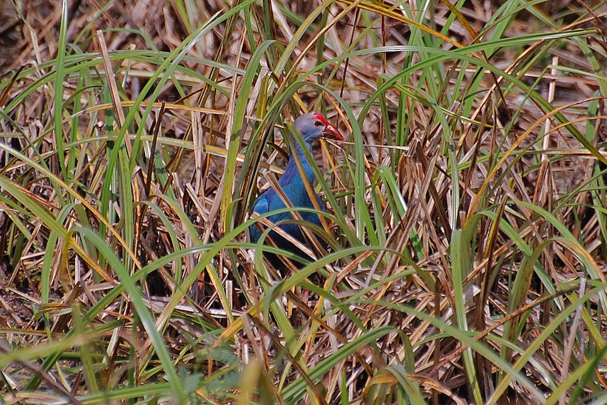 eBird Checklist - 5 Mar 2020 - T.M. Goodwin WMA--Original Unit - 70 ...