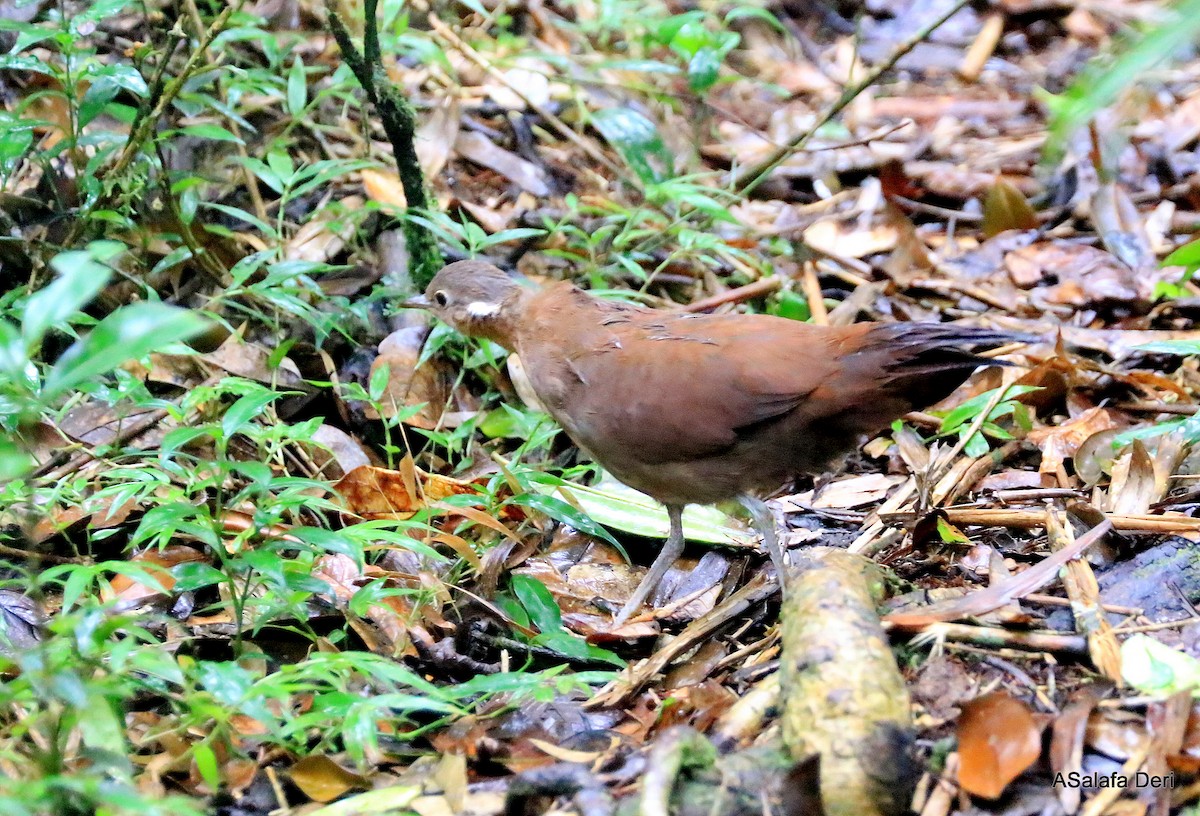 ML255929441 - Brown Mesite - Macaulay Library