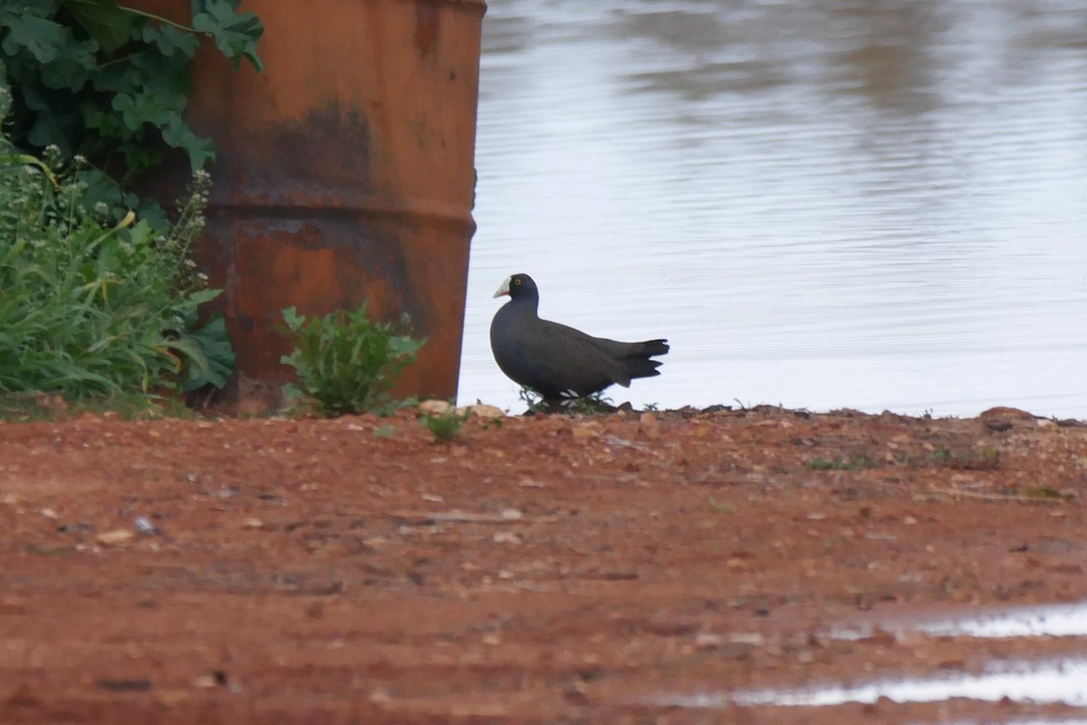 eBird Checklist - 13 Aug 2020 - Old Reservoir, Cobar - 20 species