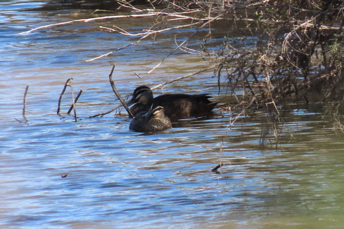 eBird Checklist - 17 Aug 2020 - Googong Dam--Downstream Picnic Area ...