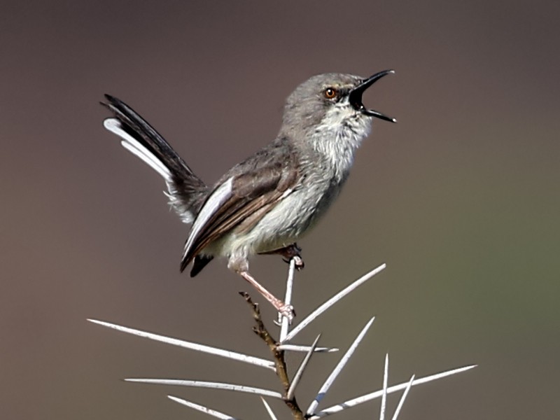 Karamoja Apalis - eBird