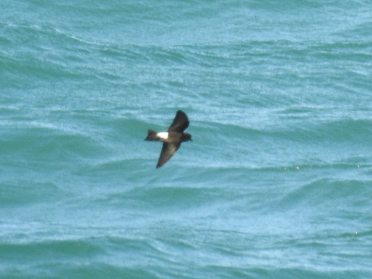 eBird Checklist - 17 Jun 2020 - Jetty Park - 17 species