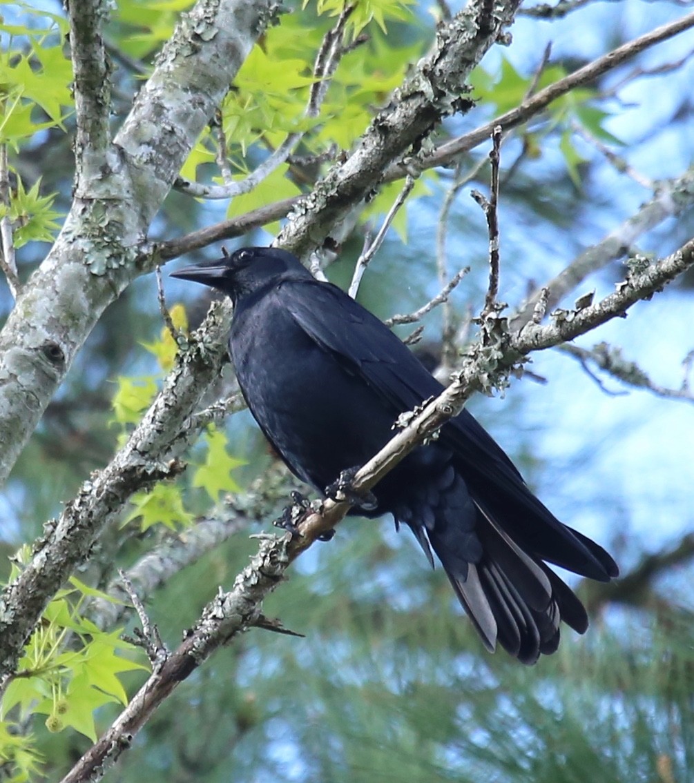 ML25658931 - Fish Crow - Macaulay Library