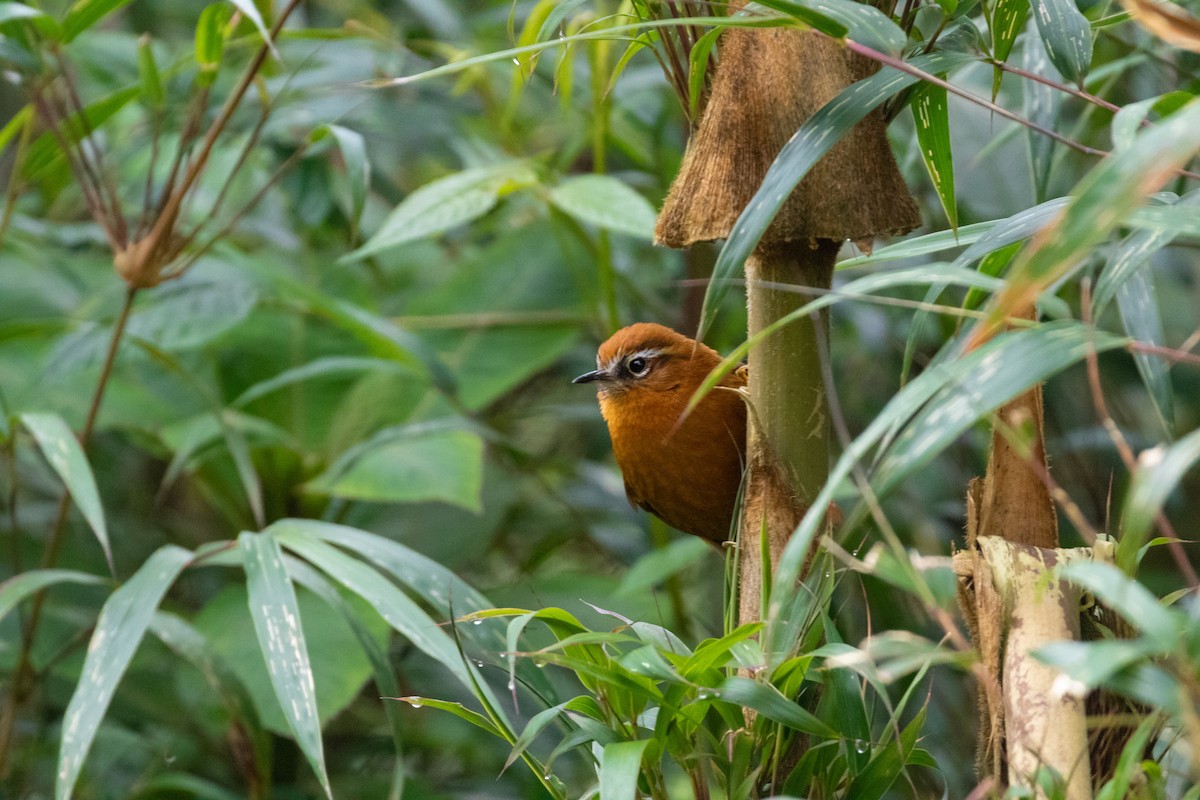 ML256614821 - White-browed Spinetail - Macaulay Library