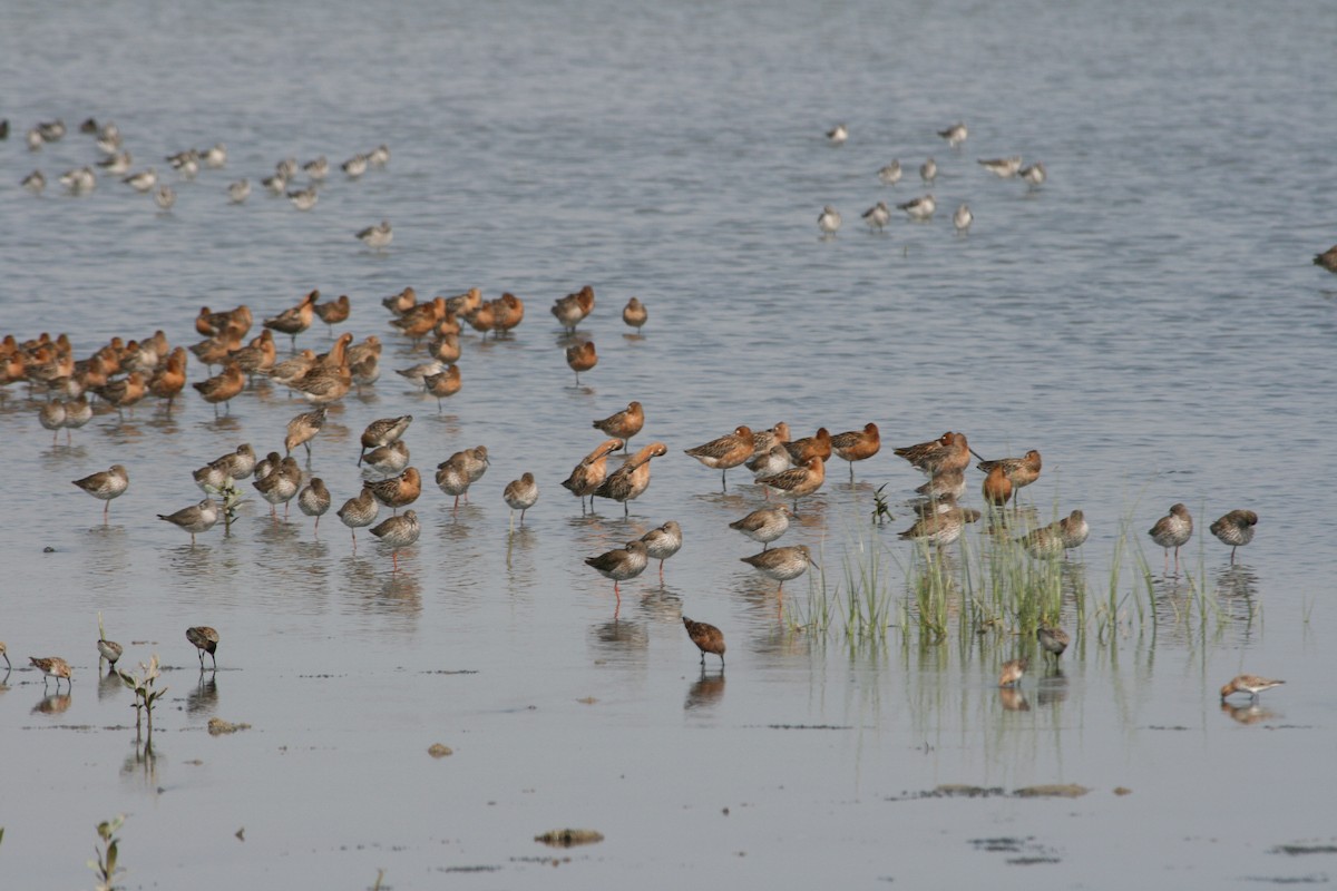 eBird Checklist - 6 May 2009 - Mai Po Nature Reserve 米埔自然護理區 - 55 ...