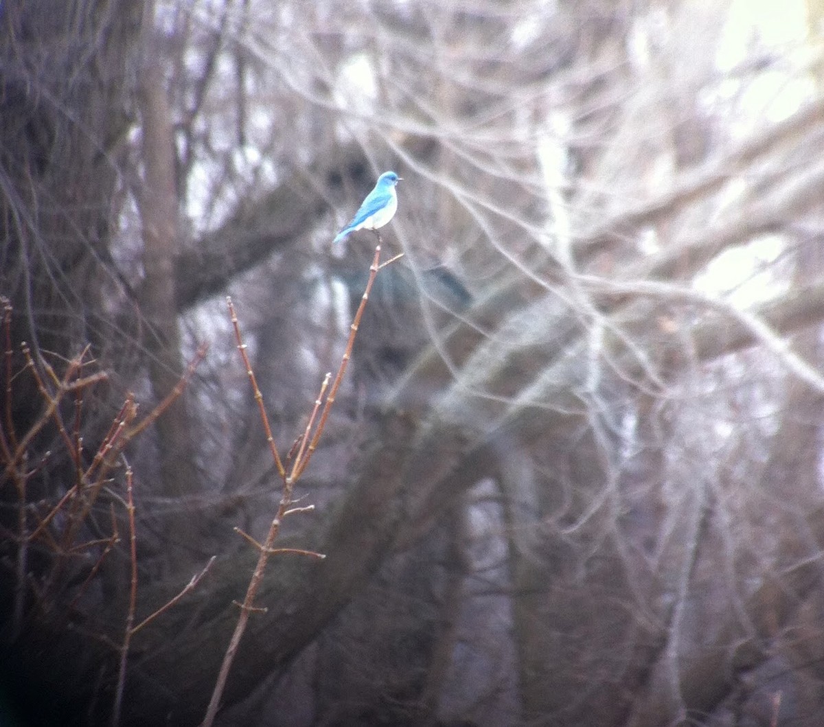 eBird Checklist - 13 Mar 2016 - Spring Lake Park Reserve--Schaar's ...