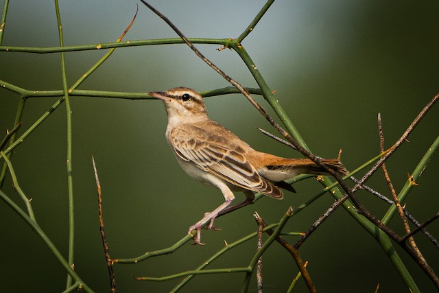 Whats on in September - eBird India