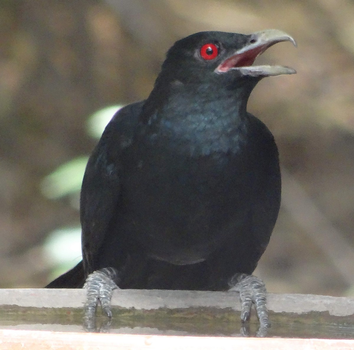eBird Checklist - 27 May 2020 - Harish-Chandra Institute - 4 species