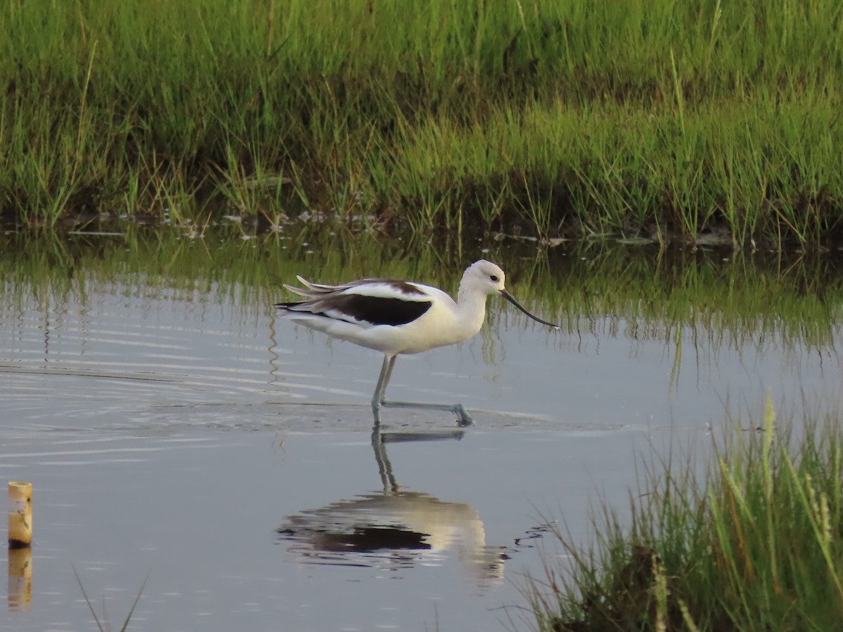 ML257596241 - American Avocet - Macaulay Library