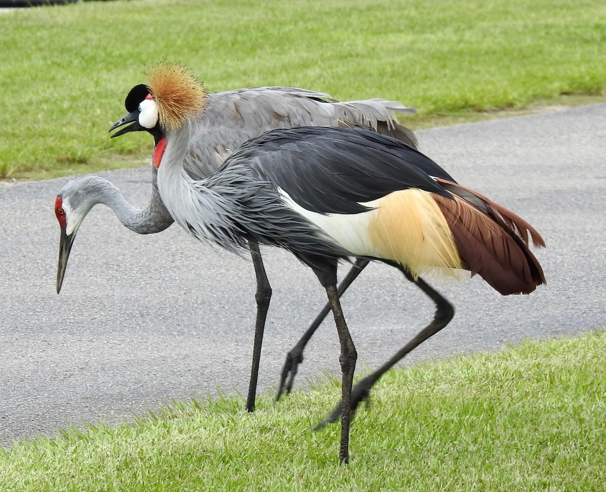 eBird Checklist - 28 Aug 2020 - Grand Lake RV and Golf Resort, Citra ...