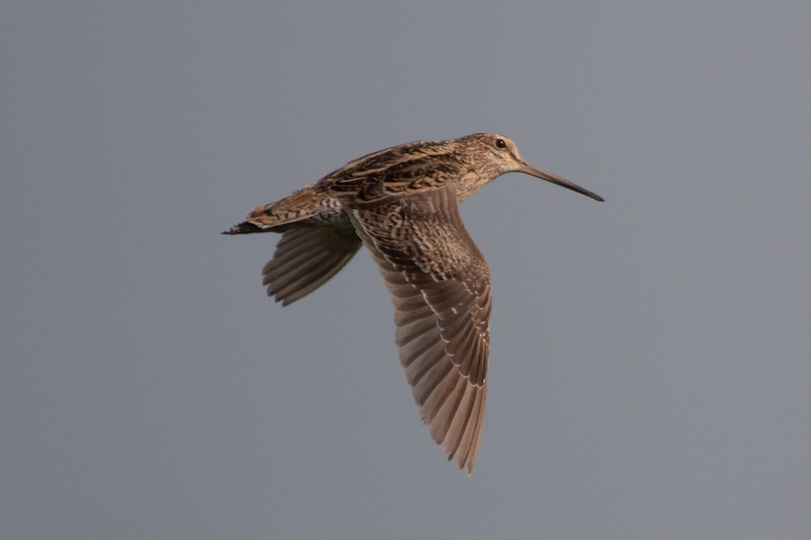 snipe sp. - eBird