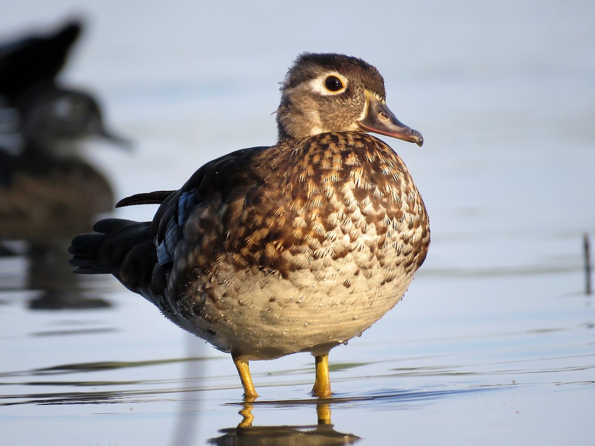 ML258770191 - Wood Duck - Macaulay Library