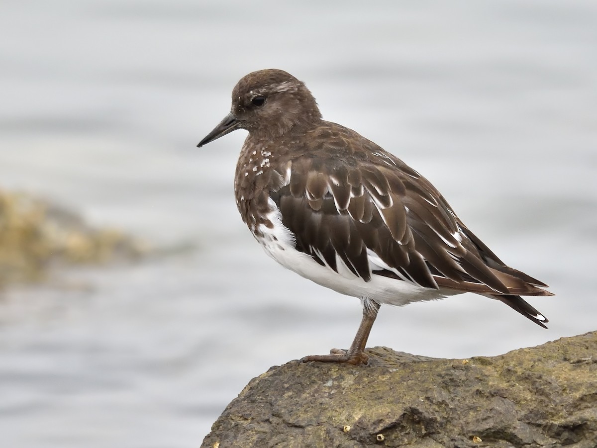 eBird Checklist - 29 Aug 2020 - San Leandro Marina - 26 species
