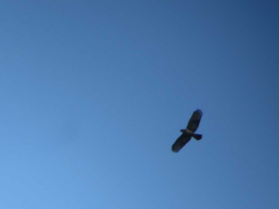 Buteo/eagle sp. - eBird