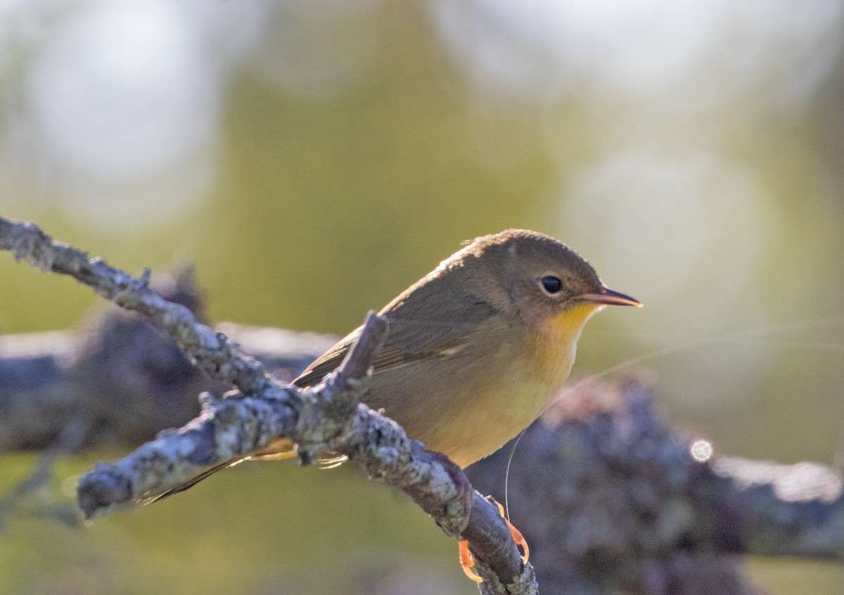 eBird Checklist - 27 Aug 2020 - Goulds--Bidgood Park - 2 species