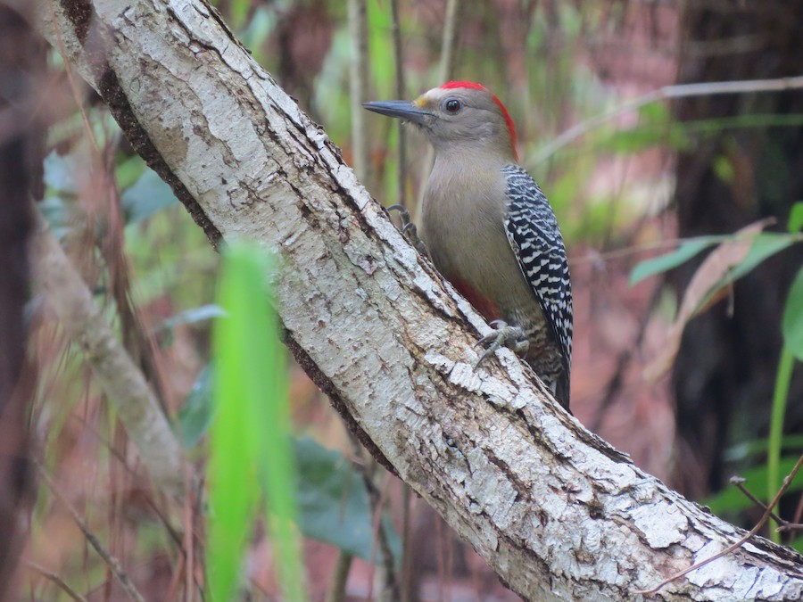Melanerpes sp. - eBird