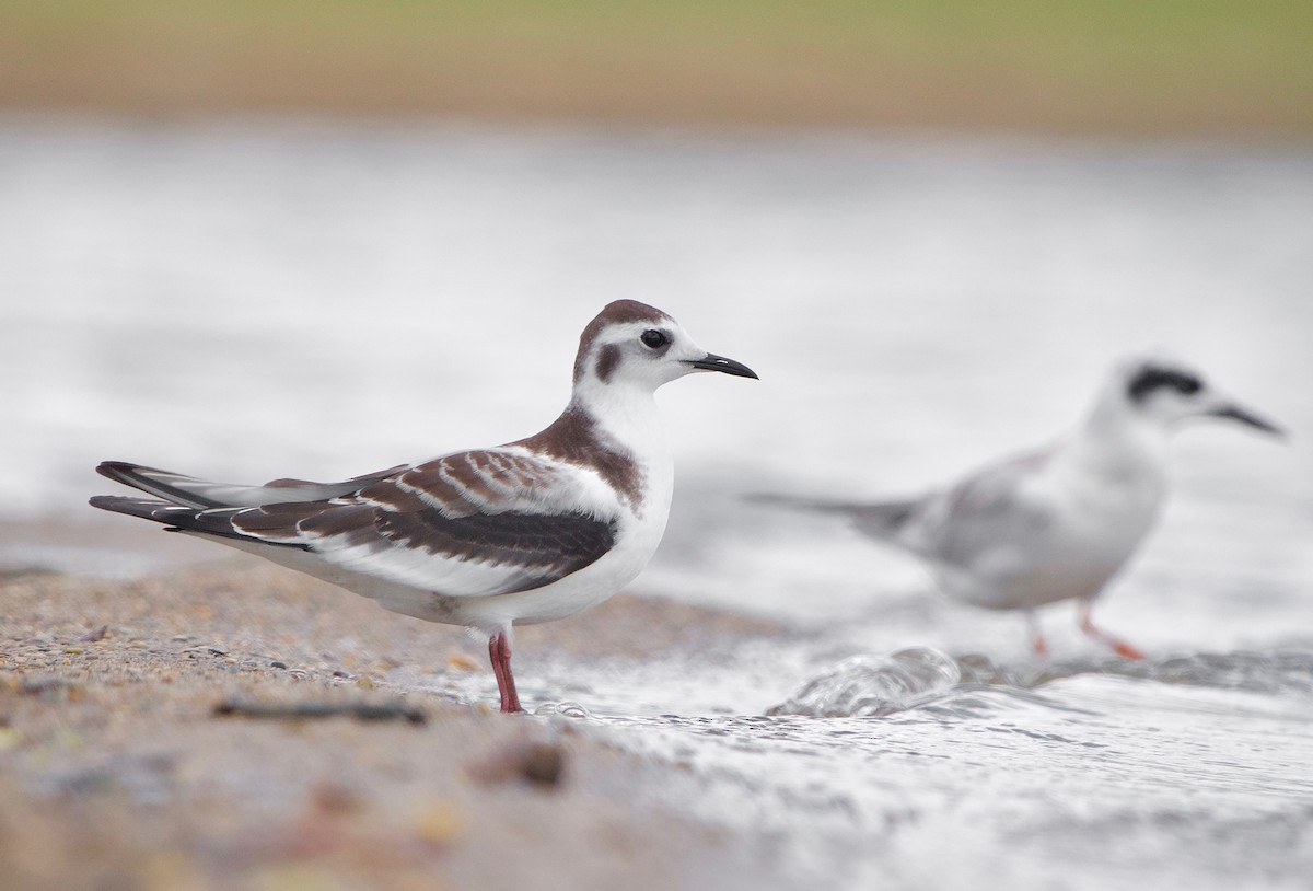 ML259437741 - Little Gull - Macaulay Library
