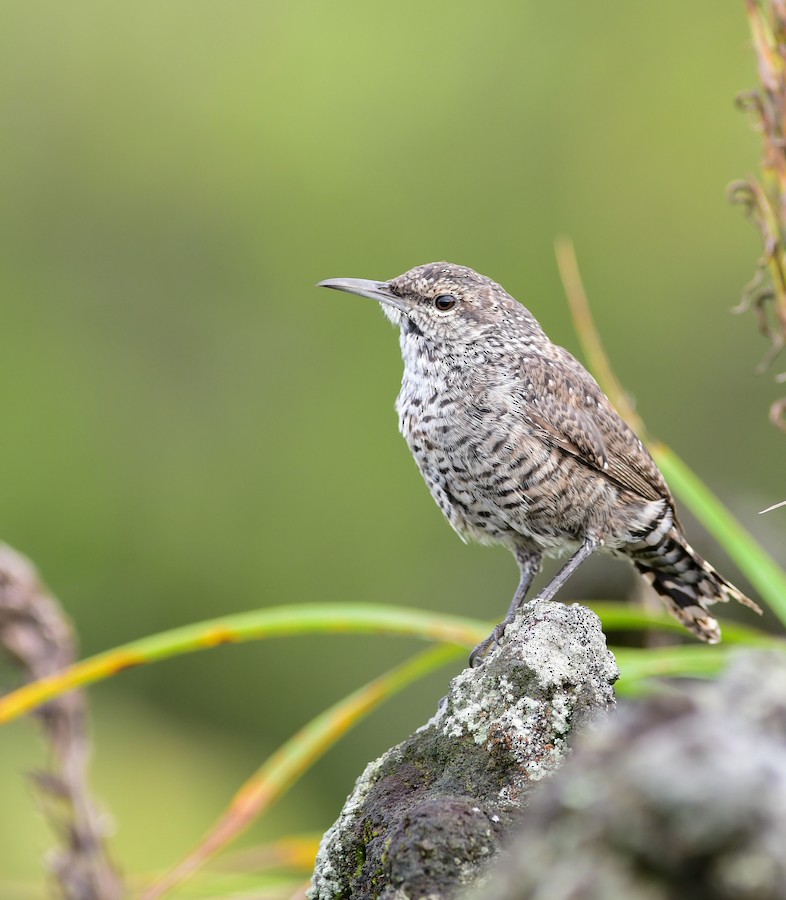 Saltapared de Rocas (grupo guttatus) - eBird