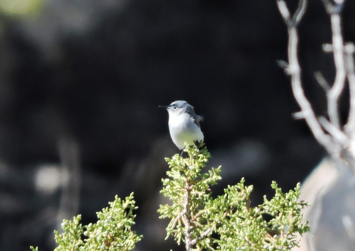 eBird Checklist - 11 Jun 2015 - Bear Canyon - 33 species