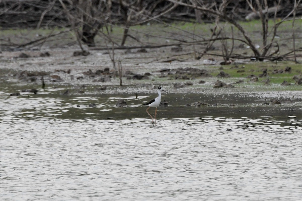 eBird Checklist - 5 Sep 2020 - Granger Lake--Willis Creek Wildlife Area ...