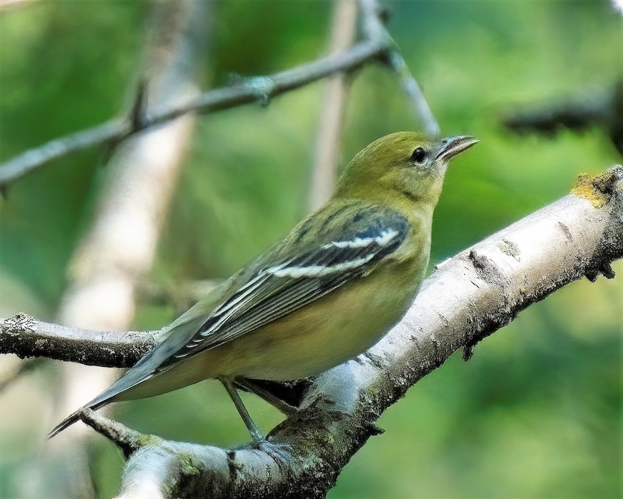 Bay-breasted/Blackpoll Warbler - eBird