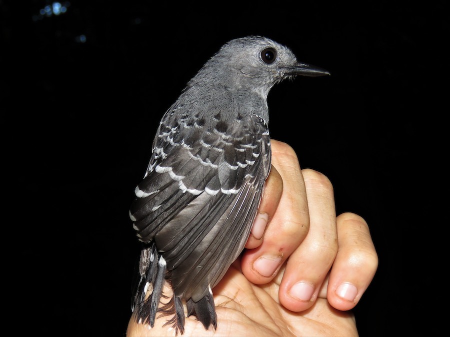 Common Scale-backed Antbird (Common Scale-backed) - eBird