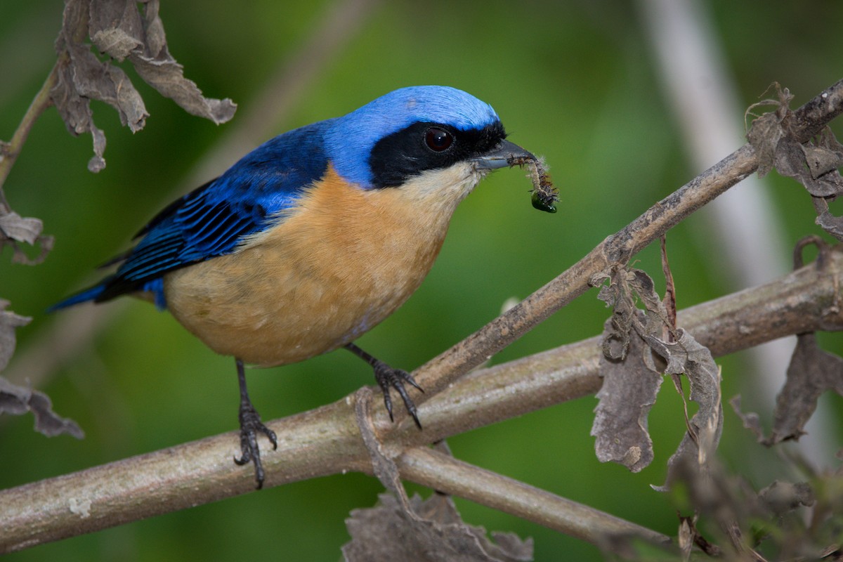 ML260670481 - Fawn-breasted Tanager - Macaulay Library