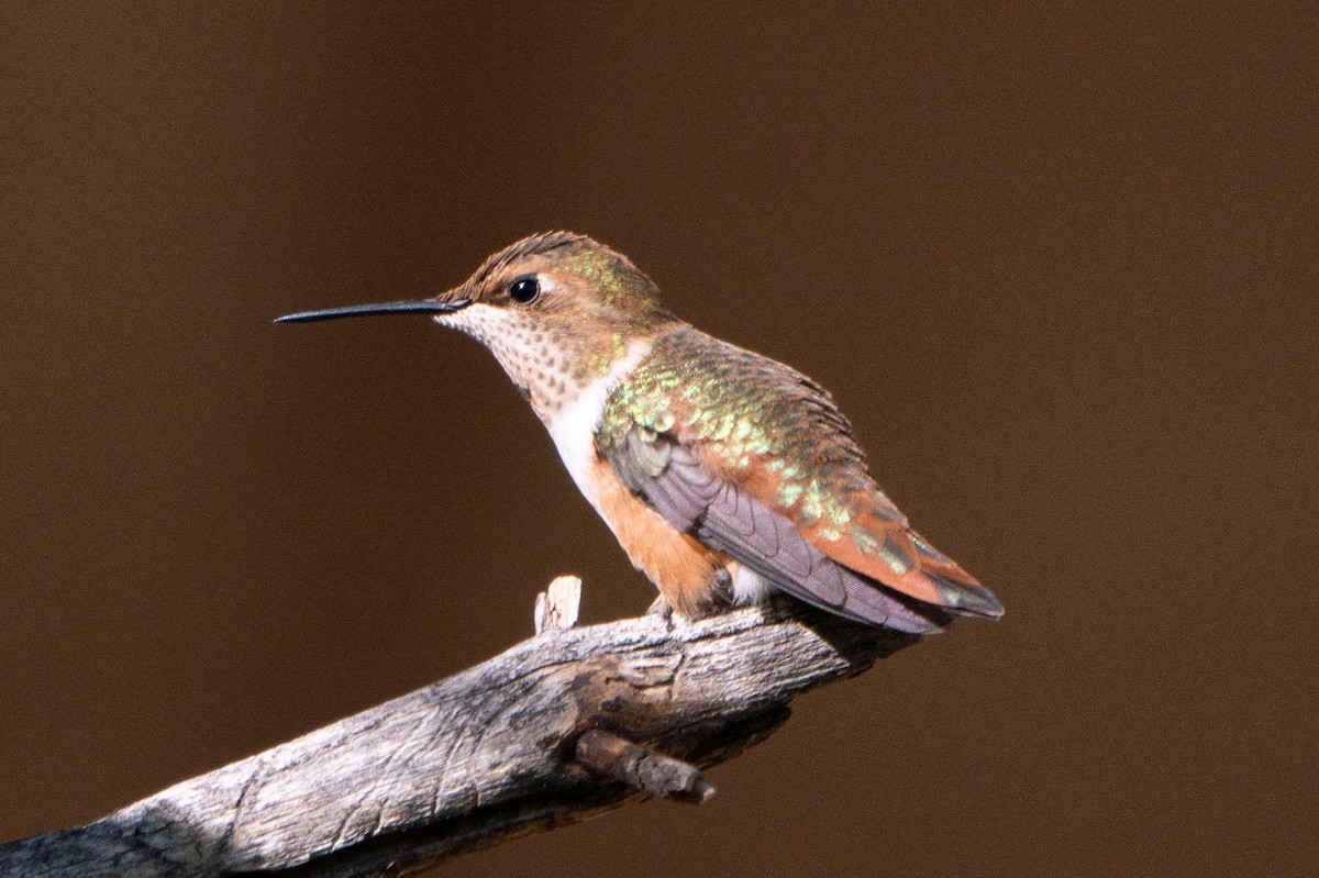 eBird Checklist - 14 Aug 2020 - Summit Rest Area - 3 species