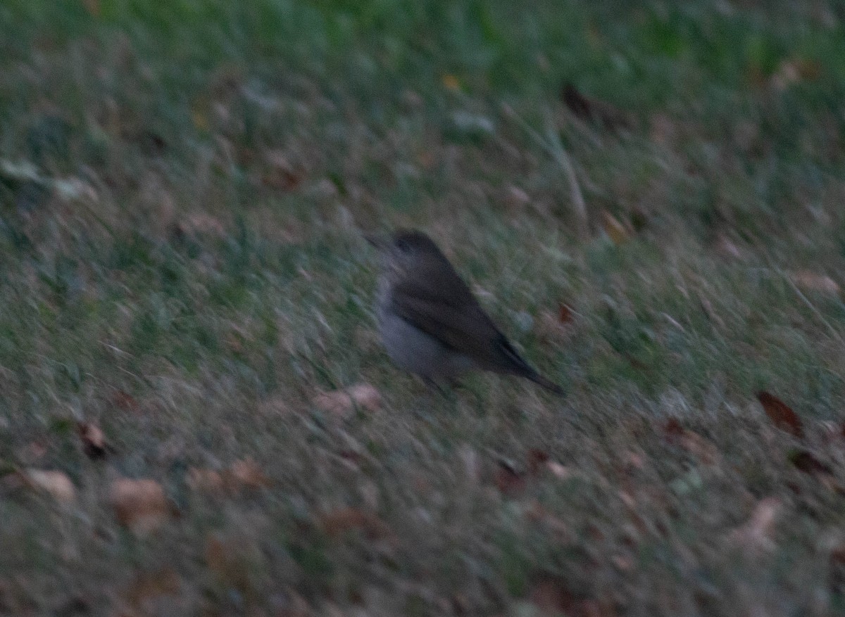 eBird Checklist - 8 Sep 2020 - Yardy List (SJB/OAD) - 8 species