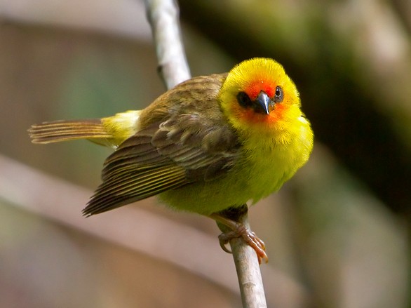 Rodrigues Fody - eBird