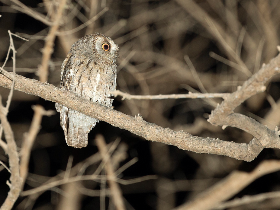 Photos - Arabian Scops-Owl - Otus pamelae - Birds of the World