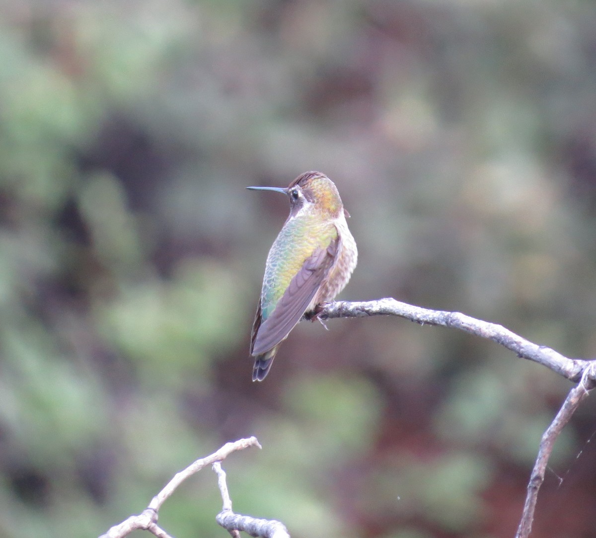 ML261629921 - Anna's Hummingbird - Macaulay Library