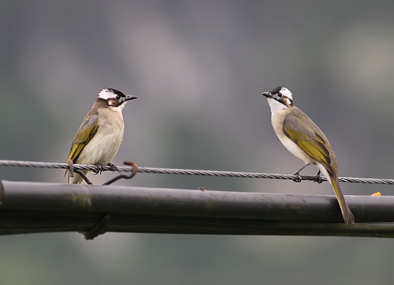 ML262005441 - Light-vented Bulbul - Macaulay Library