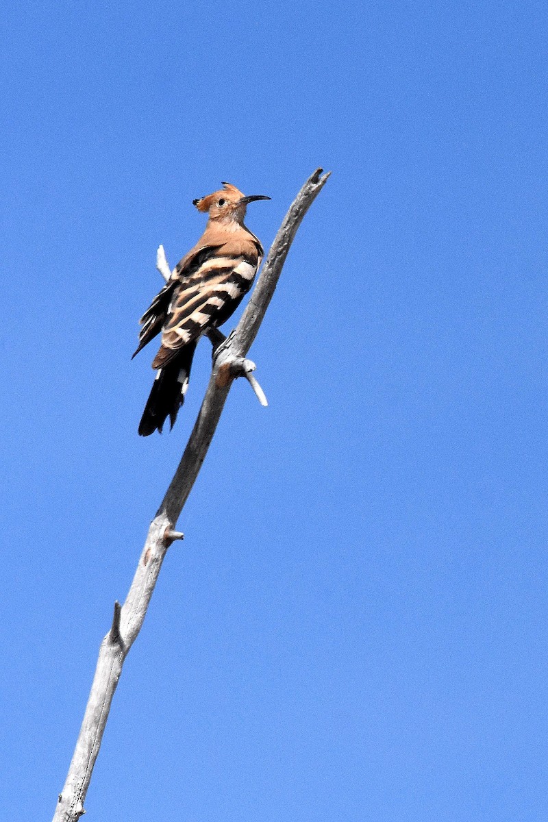 eBird Checklist - 19 Aug 2020 - Observatoire Astronomique du Plateau de ...