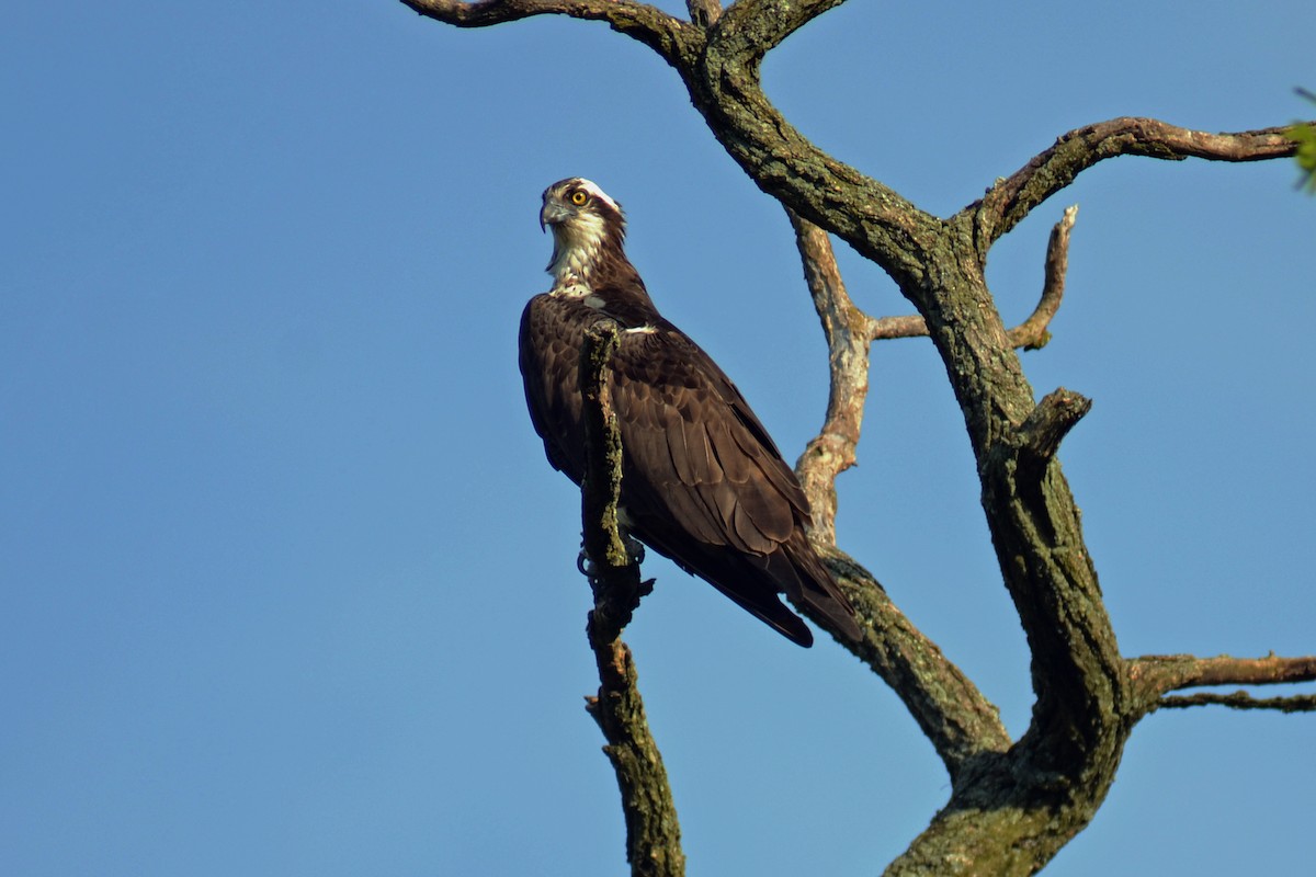 Virginia Breeding Bird Atlas Checklist - 29 Jun 2018 - Smithsonian ...
