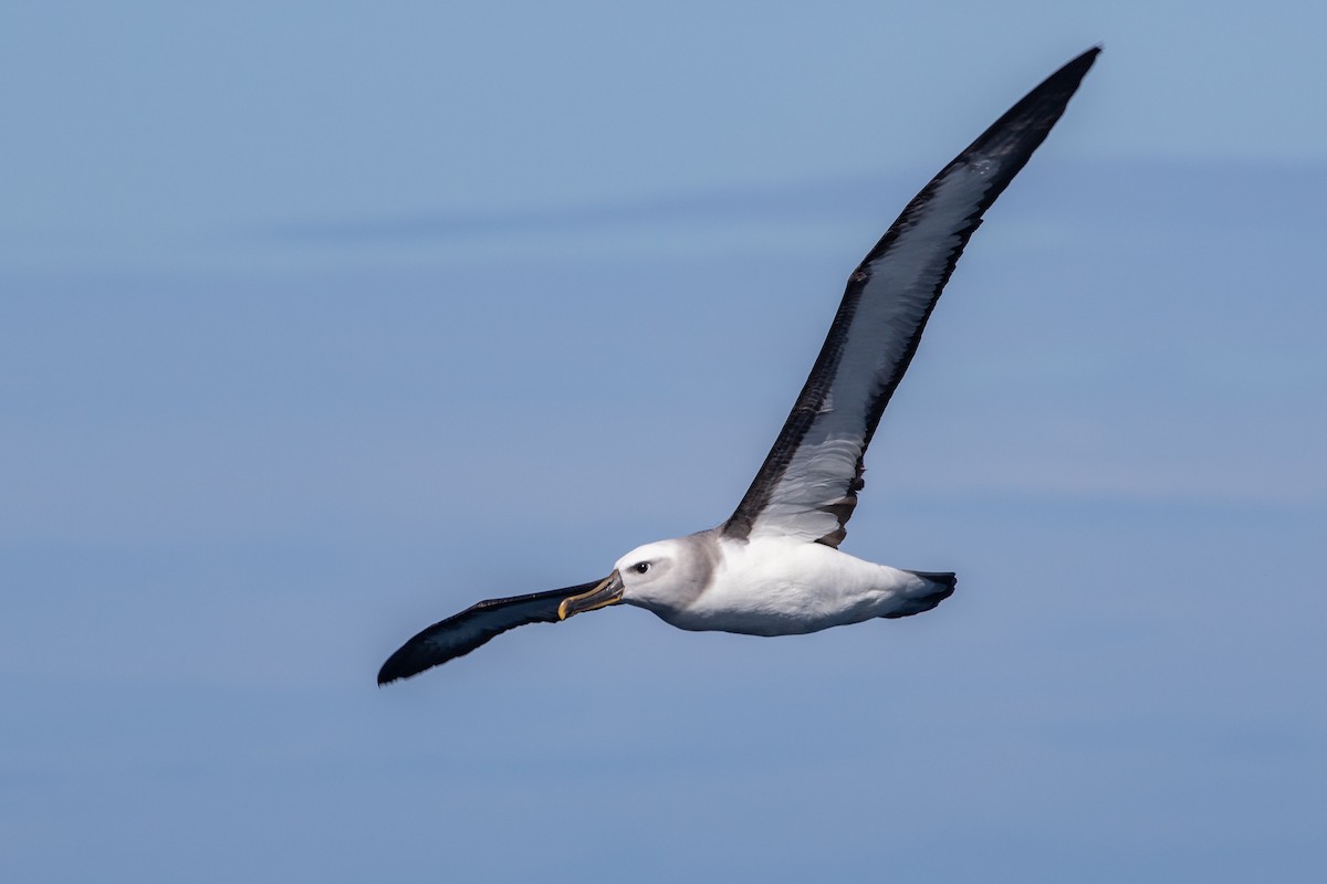 ML262563391 - Buller's Albatross - Macaulay Library
