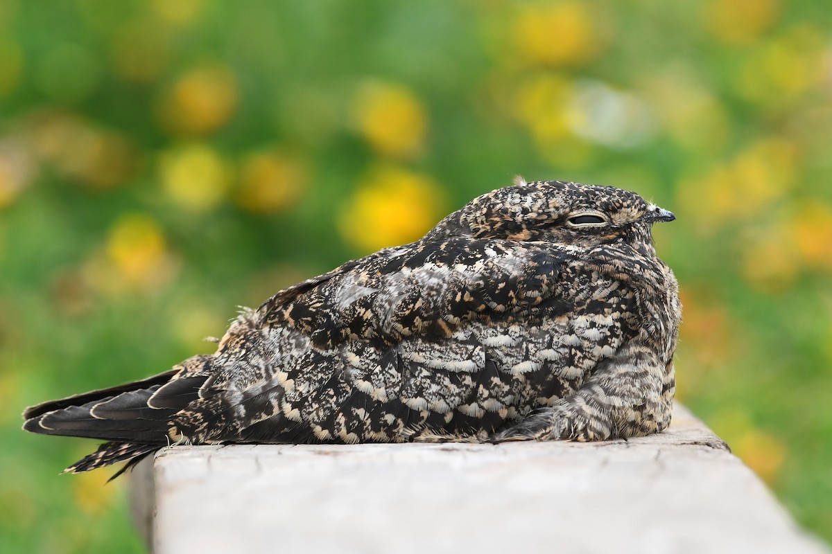 ML262586511 - Common Nighthawk - Macaulay Library