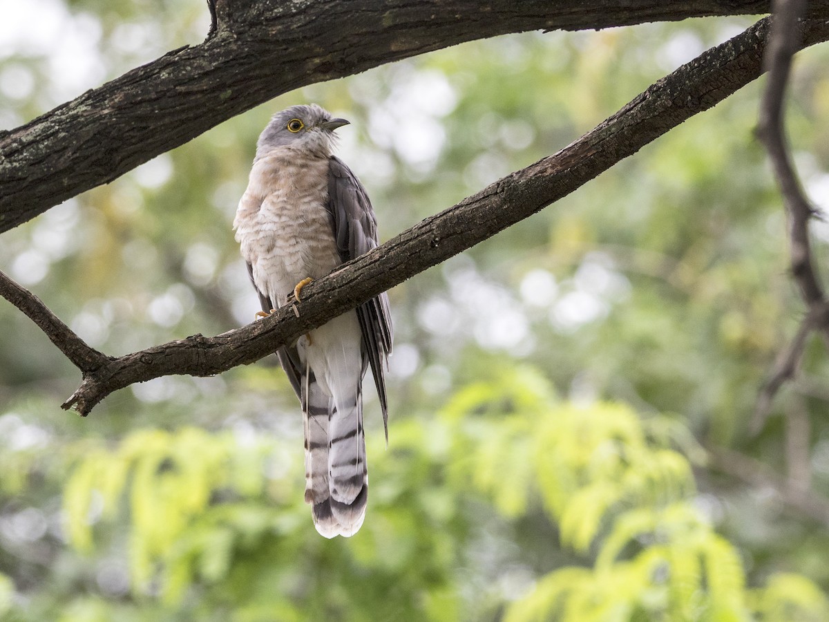 ML262629521 - Common Hawk-Cuckoo - Macaulay Library