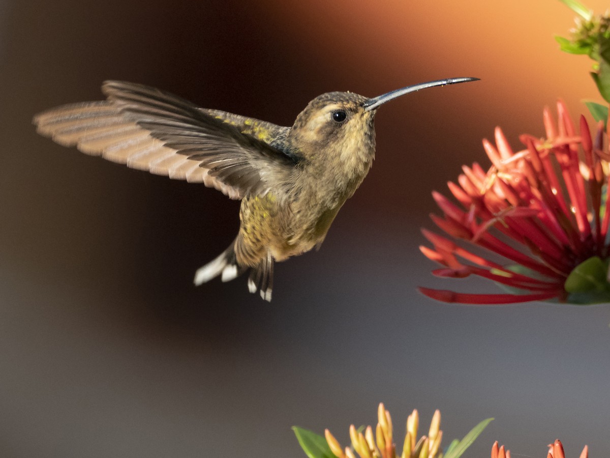 Buff-bellied Hermit - Phaethornis subochraceus - Birds of the World
