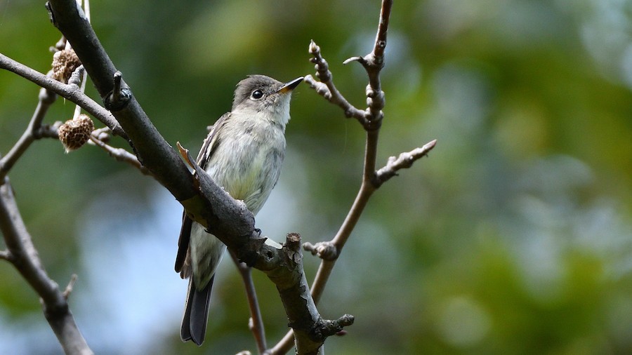 new world flycatcher sp. - eBird