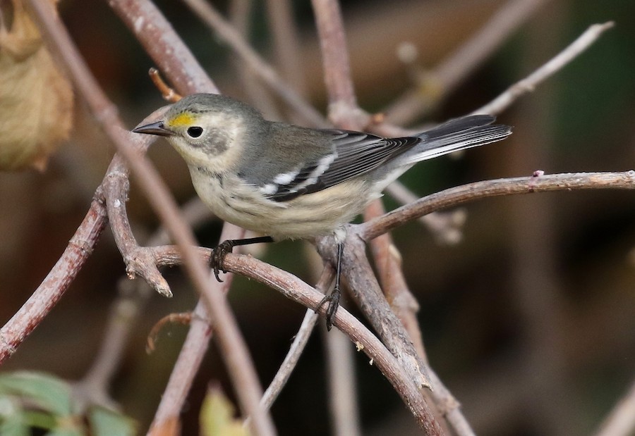 Black-throated Grey x Hermit Warbler (hybrid) - eBird
