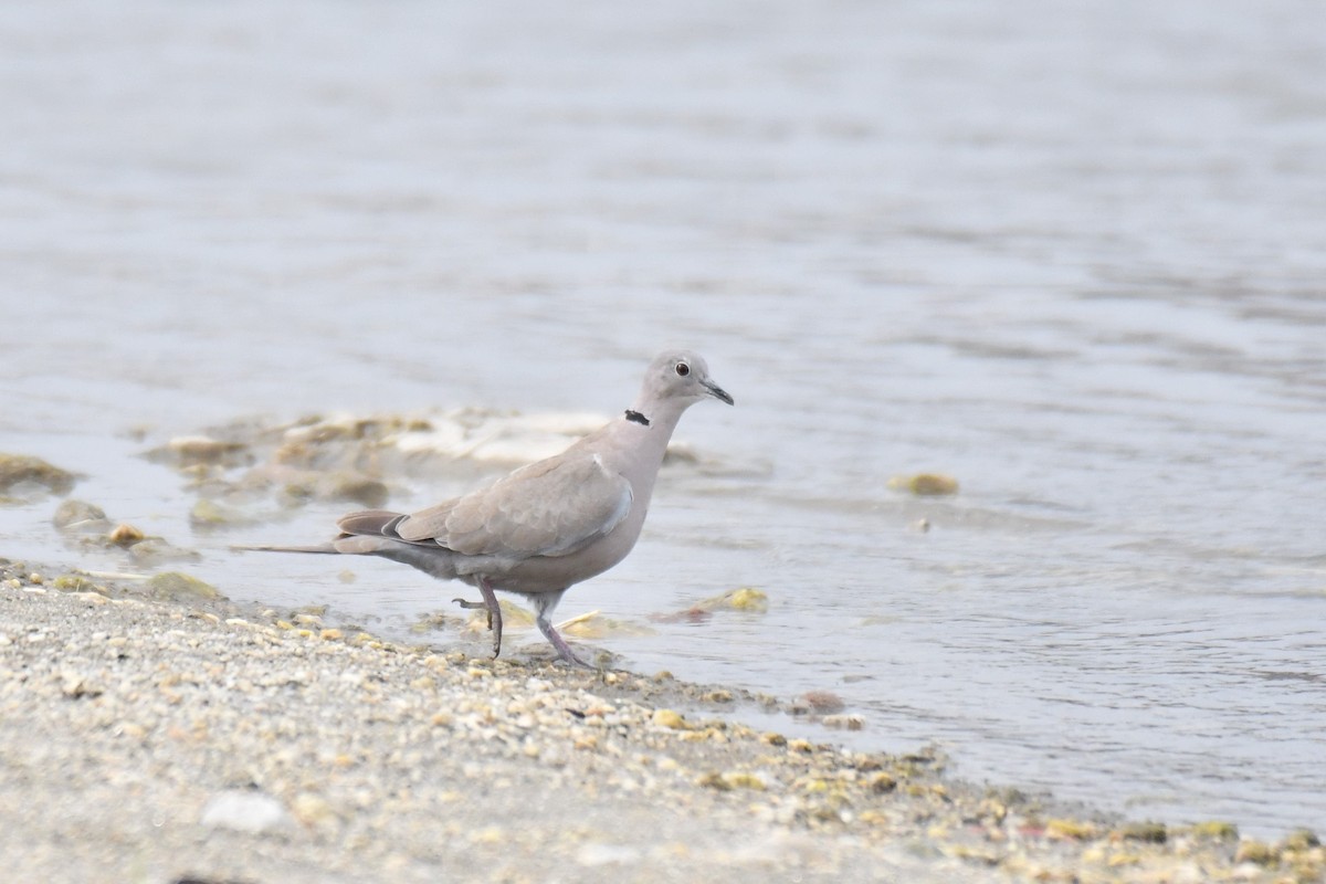 ML263386541 - Eurasian Collared-Dove - Macaulay Library