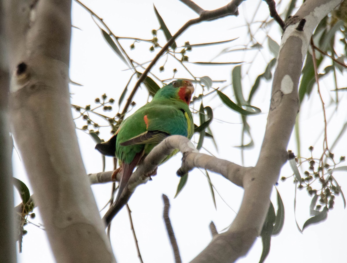 eBird Checklist - 18 Sep 2020 - Darebin Parklands - 25 species
