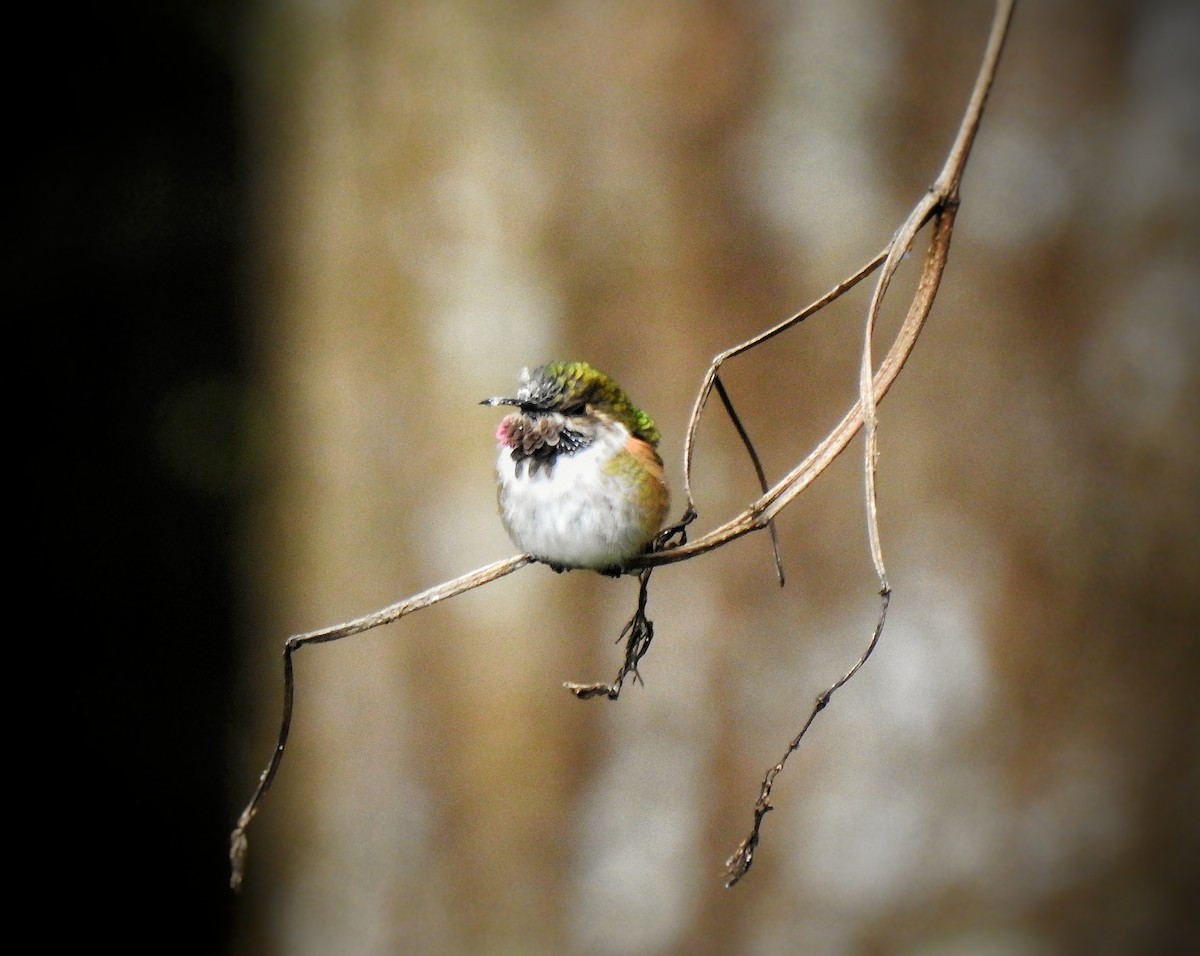 eBird Checklist - 15 Sep 2020 - Pino Dulce - Jalapa - 9 species