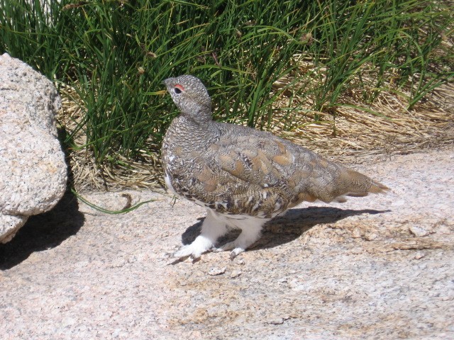 eBird Checklist - 2 Sep 2005 - Royce Lakes Trail - 1 species