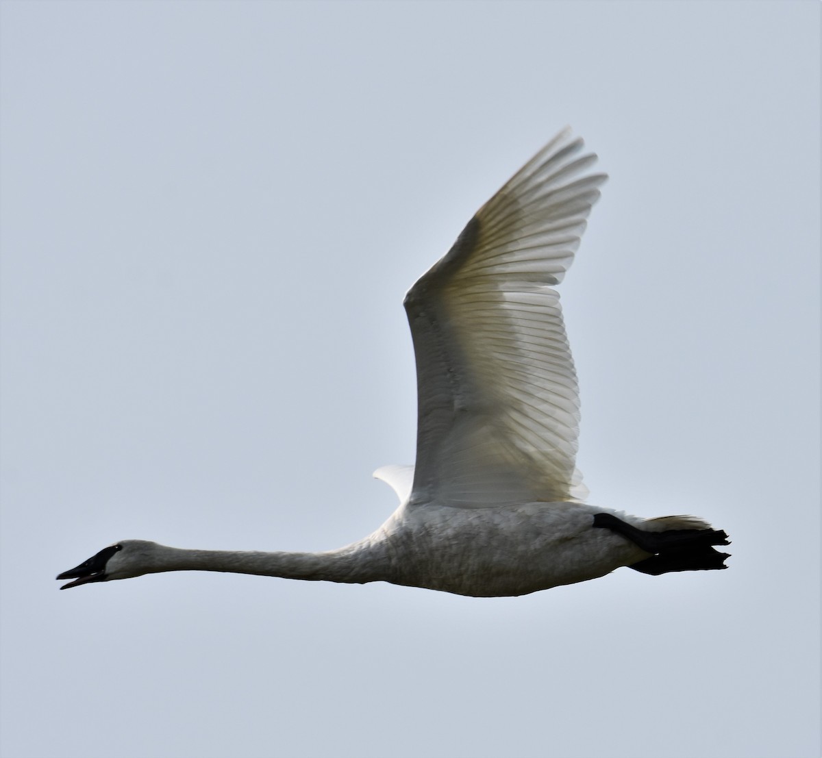 eBird Checklist - 20 Sep 2020 - George W. Mead SWA--South Rice Lake ...
