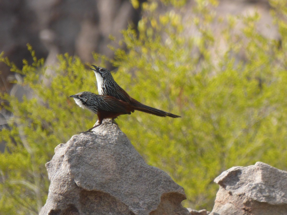 eBird Checklist - 20 Sep 2020 - Koolpin Gorge on Koolpin Creek ...